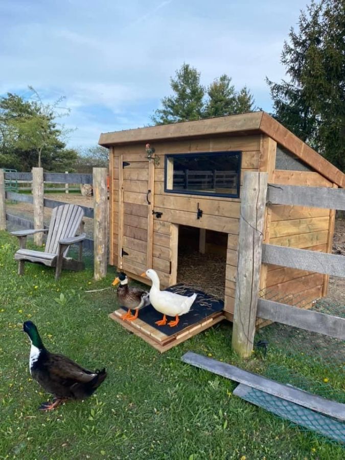 How to Build a Duck Coop: A Step-by-Step DIY Guide | WoodReality
